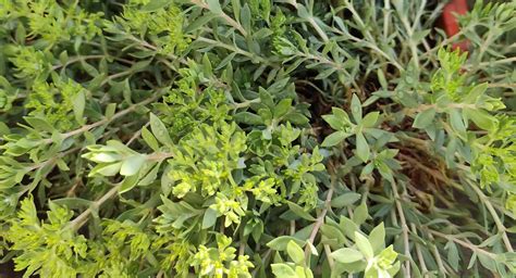 24、aspnet⻚⾯之间传递值的⼏种⽅式aspx页面传递数据的几种方式是 Csdn博客