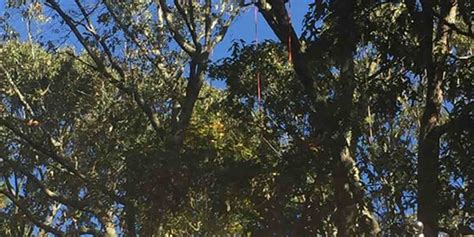 Tree Growing Zones An Essential Guide To Hardiness Zones