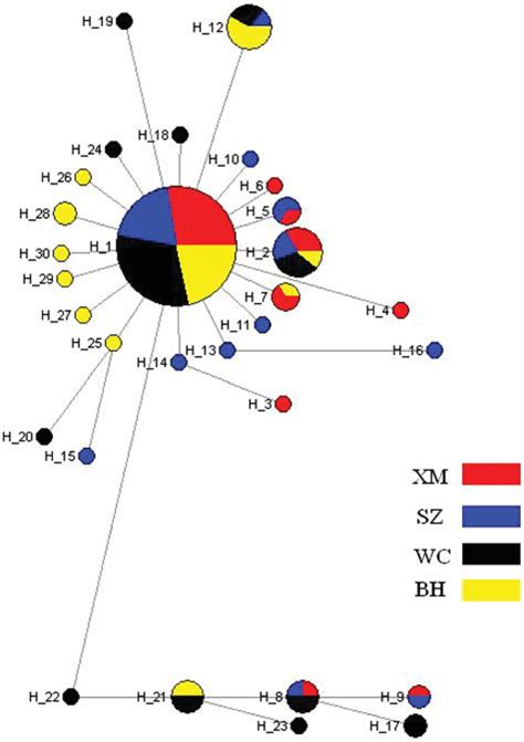 The Median Joining Network Of 30 Haplotypes Of Mtdna Coi Gene Sequence