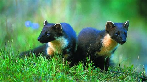 Weasel Interesting Facts And Features Weasel Relationship With Humans Where Do Weasels Live