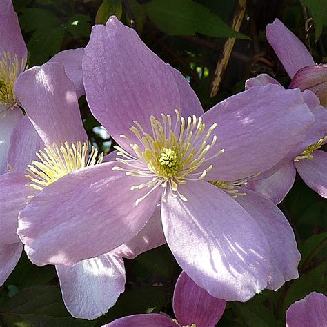 Clematis Pruning 101 Group 1 2 And 3 Explained Straders Garden