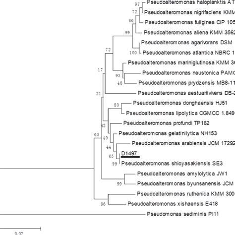 Neighbour Joining Phylogenetic Dendrogram Based On 16s Rrna Gene