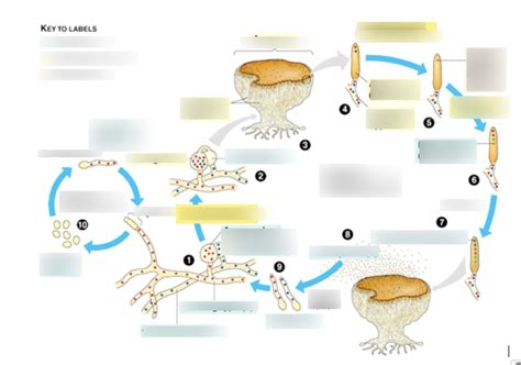Ascomycota Exam 4 Diagram Quizlet