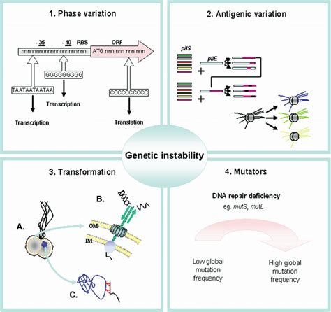 Genome Dynamics In Neisseria Meningitidis Haemophilus Influenzae And Download Scientific