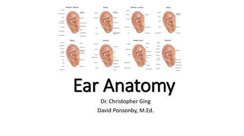 Ear Anatomy Power Point Presentation And Trigeminocervical Nucleus Pptx