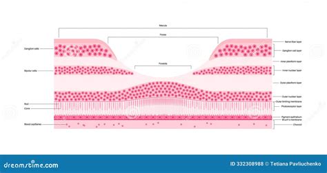Macula Fovea And Foveola Stock Illustration Illustration Of Anatomy