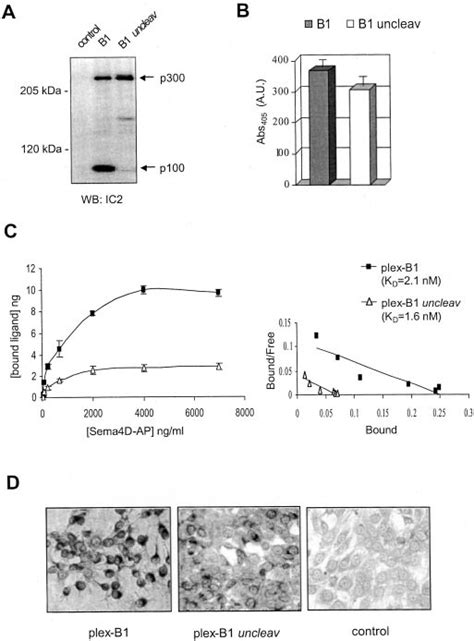 Uncleavable Plexin B1 Displays Reduced Ligand Binding Ability And Download Scientific Diagram