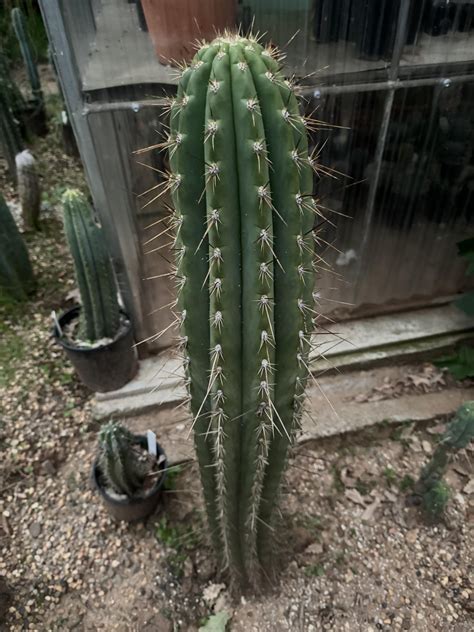 Validus R Trichocereus