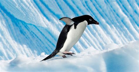 Penguin Poop Seen From Space Tells Our Climate Story Wired
