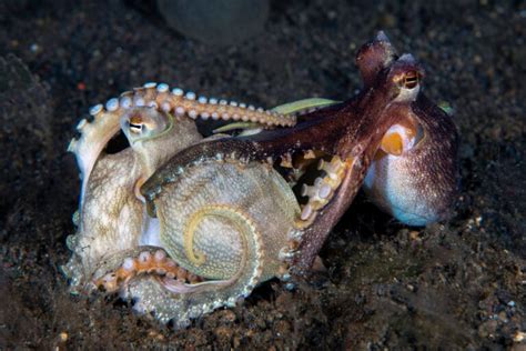 Octopus Sex Mating ScienceBacked Facts You Cant Miss OctoNation The Largest Octopus
