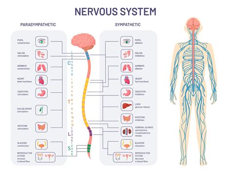 Diagram Of The Somatic Nervous System Anatomy 2 Sympathetic