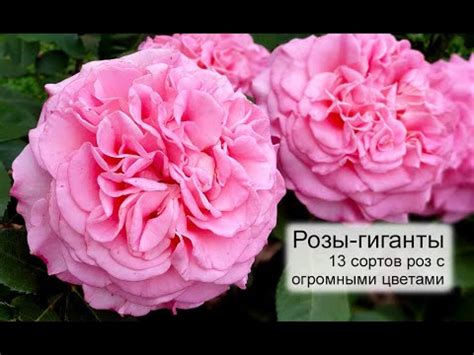 Розы - гиганты: потрясающие розы с огромными цветами - обзор 13 сортов ...