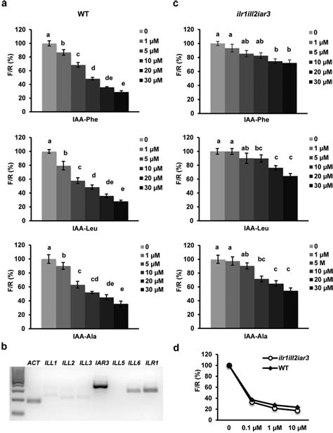 Correlation Of Amide Conjugates Iaa Ala Iaa Leu And Iaa Phe With Download Scientific Diagram