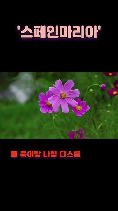 다육이름알아가기 창다육매력색감로제트 창다육대표수형알아보기 초창기명품창다육 다육일기묵직한 로제트 잎장라인타고 색물듦 매력스페인마리아shorts