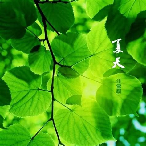 夏天的7个明显特征 哪些表明夏天的特征 夏天表现季节的特点 大山谷图库