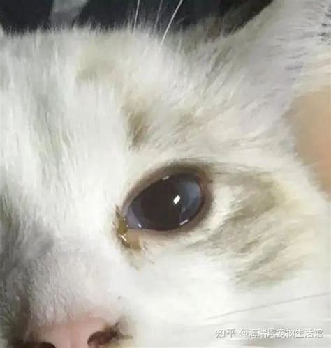 猫咪眼屎多是病吗观察猫咪眼屎判别眼疾 知乎