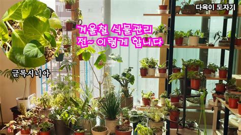 공기정화식물 글록시니아키우기 겨울철 실내식물관리하기 Youtube