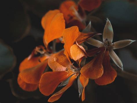 ดอกไม้สีส้ม รูปภาพดอกไม้สวยๆ