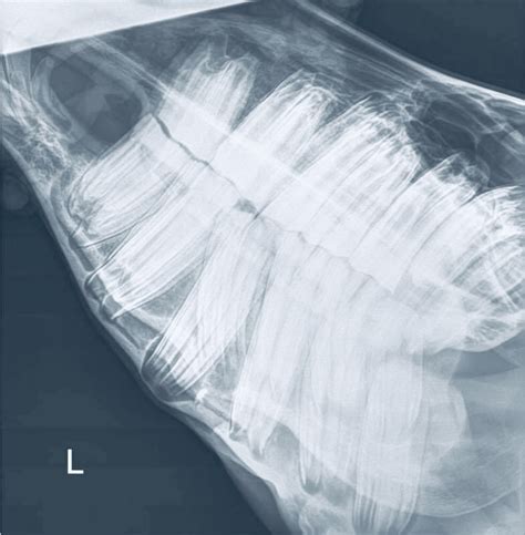 Portable Xray Search Equine