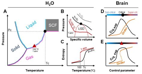 First And Second Order Phase Transitions A Schematic Drawing Of Download Scientific Diagram