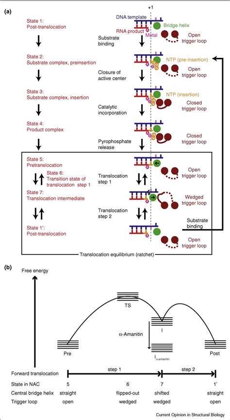 Figure 1 From A Movie Of The Rna Polymerase Nucleotide Addition Cycle Semantic Scholar