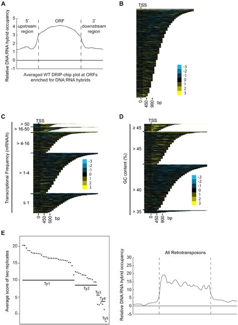 Dnarna Hybrids Are Enriched At Protein Encoding Genes And