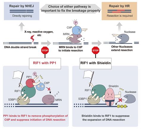 The Pathway Less Traveled In Dna Double Strand Break Repair