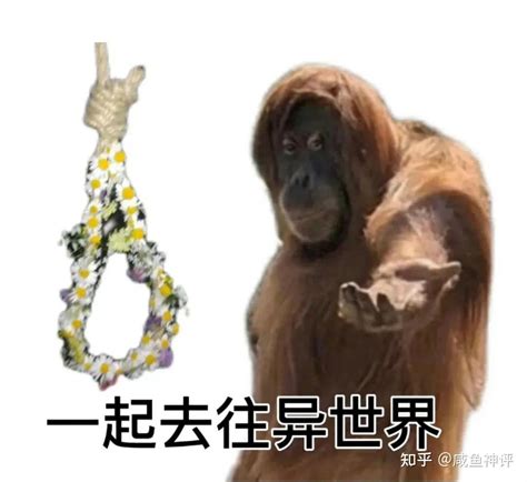发点上班用的猴子表情包 知乎