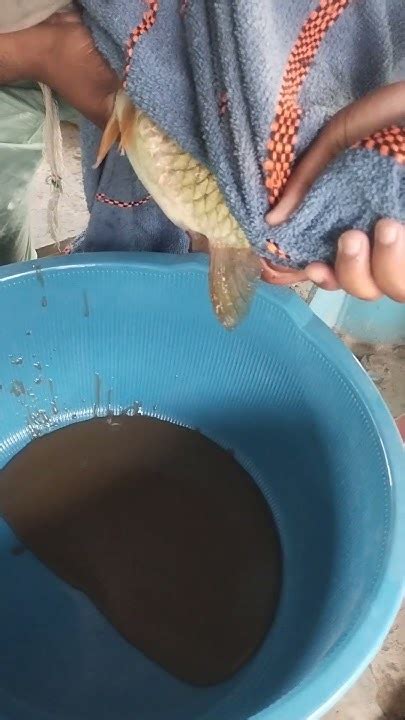 Breeding Stripping Process Fertilization Artificial Spawning