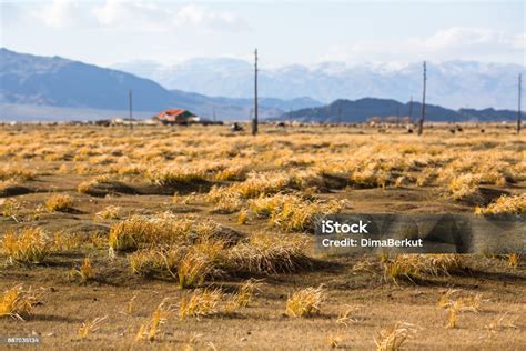 Golden Yellow Grass In The Mongolian Steppe In Western Mongolia Stock