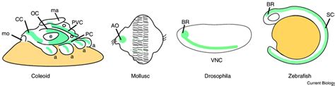 Neurogenesis Is Widespread In Cephalopod Embryos Neurogenic Download Scientific Diagram
