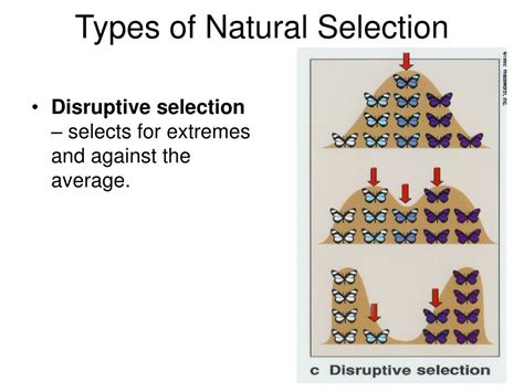 Ppt Microevolution How Does A Population Evolve Powerpoint