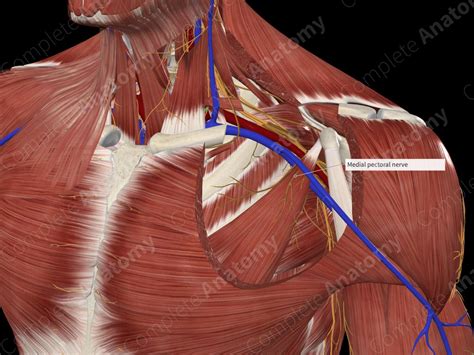 medial pectoral nerve complete anatomy