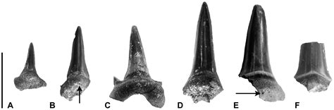Shark Tooth Identification Chart
