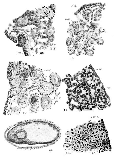 Paper Origin Of The Sex Cells In Man Embryology