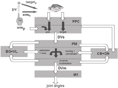 diagram of hypothesized networks involved in sensorimotor download