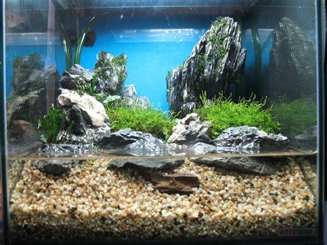 轉載 好吸引既水陸缸 水草造景 水族世界 Uwants