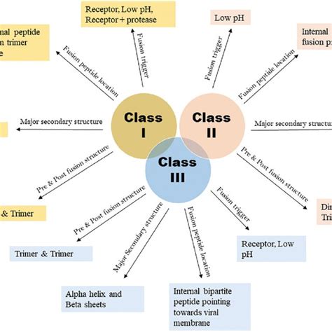 Comparison Of Class I Ii And Iii Fusion Proteins Structural Features