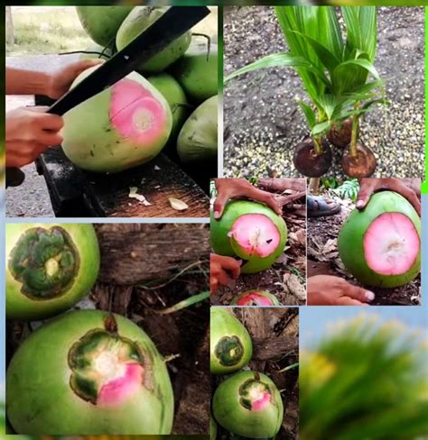 ขายเป็นต้น มะพร้าว🥥🥥มะพร้าวไฟหัวชมพู พันธุ์มะพร้าวโบราณแท้100 Th