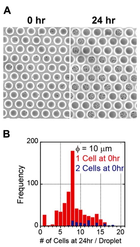 Enclosure And Culture Of Bacteria In A Femtoliter Droplet Array A
