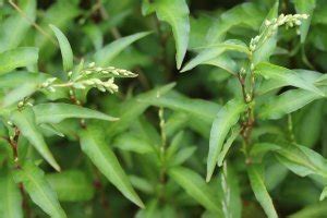 Water Pepper Massey University