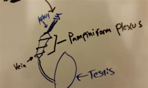 Male Repro Flashcards Quizlet