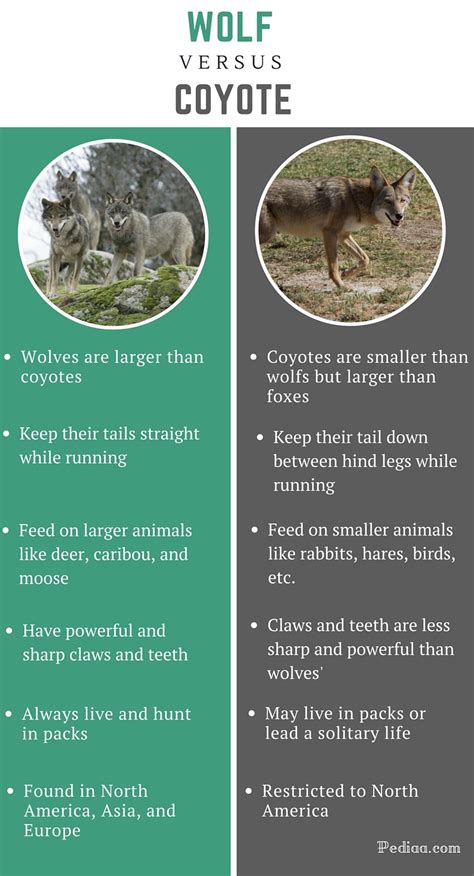 Difference Between Wolf And Coyote Facts Characteristics Behaviour