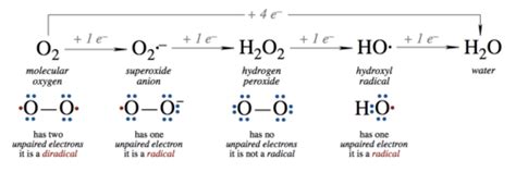 Redox Biology Flashcards Quizlet
