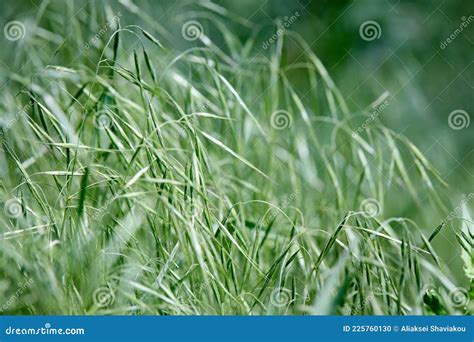 Sprout Of Bromus Tectorum Downy Brome Drooping Brome Or Cheatgrass