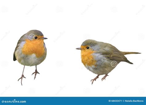 Two Robins Stock Image 108688615