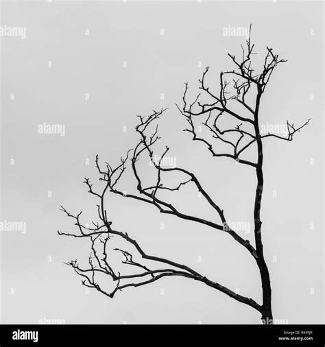 Black And White Tree Stock Photo Alamy