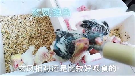玄凤鹦鹉雏鸟好喂养吗 做好以下几点其实很容易 YouTube