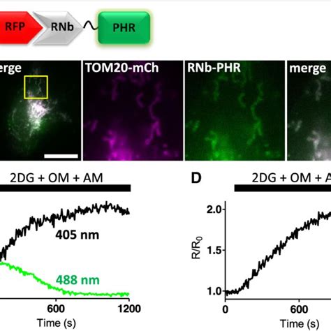 Crosslinking Gfp Tagged And Rfp Tagged Proteins And Organelles Using
