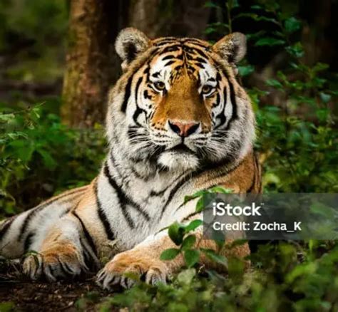 Assam Animal Lover Morigaon